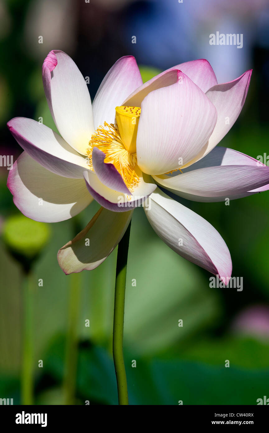 USA, Washington, Washington DC, Water lily in Aquatic Gardens Stock ...