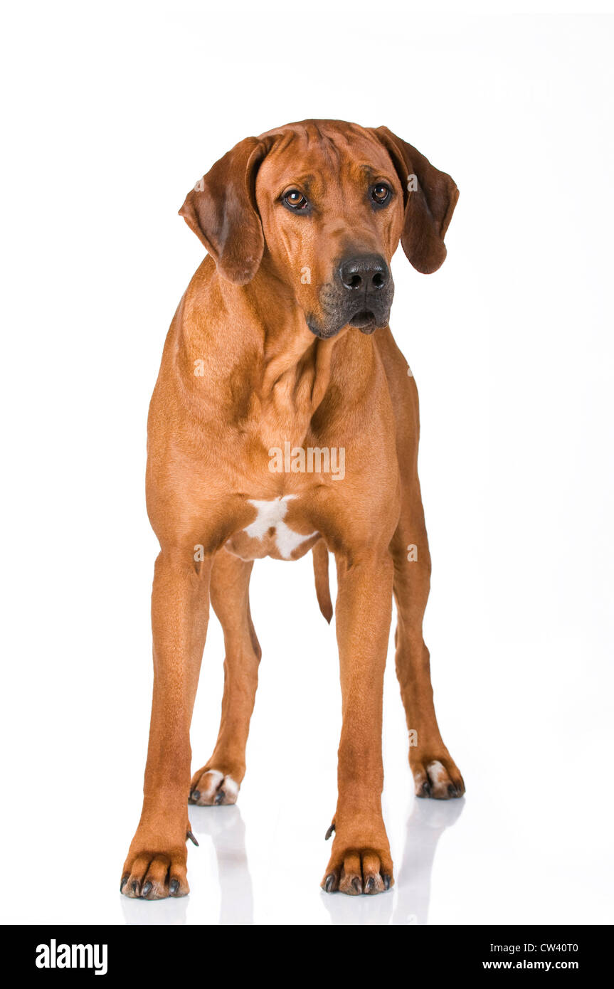 Rhodesian Ridgeback. Adult standing. Studio picture against a white ...