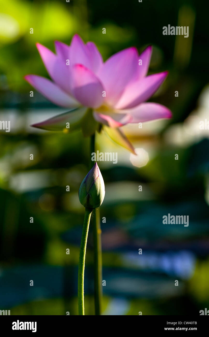 USA, Washington, Washington DC, Water lily in Aquatic Gardens Stock ...