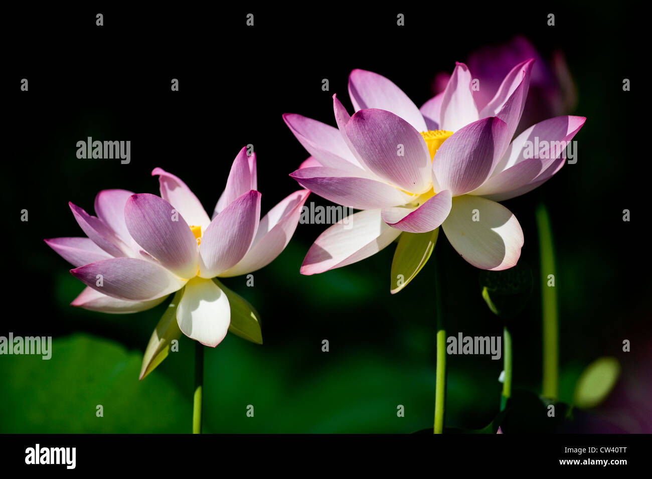USA, Washington, Washington DC, Water lilies in Aquatic Gardens Stock Photo - Alamy