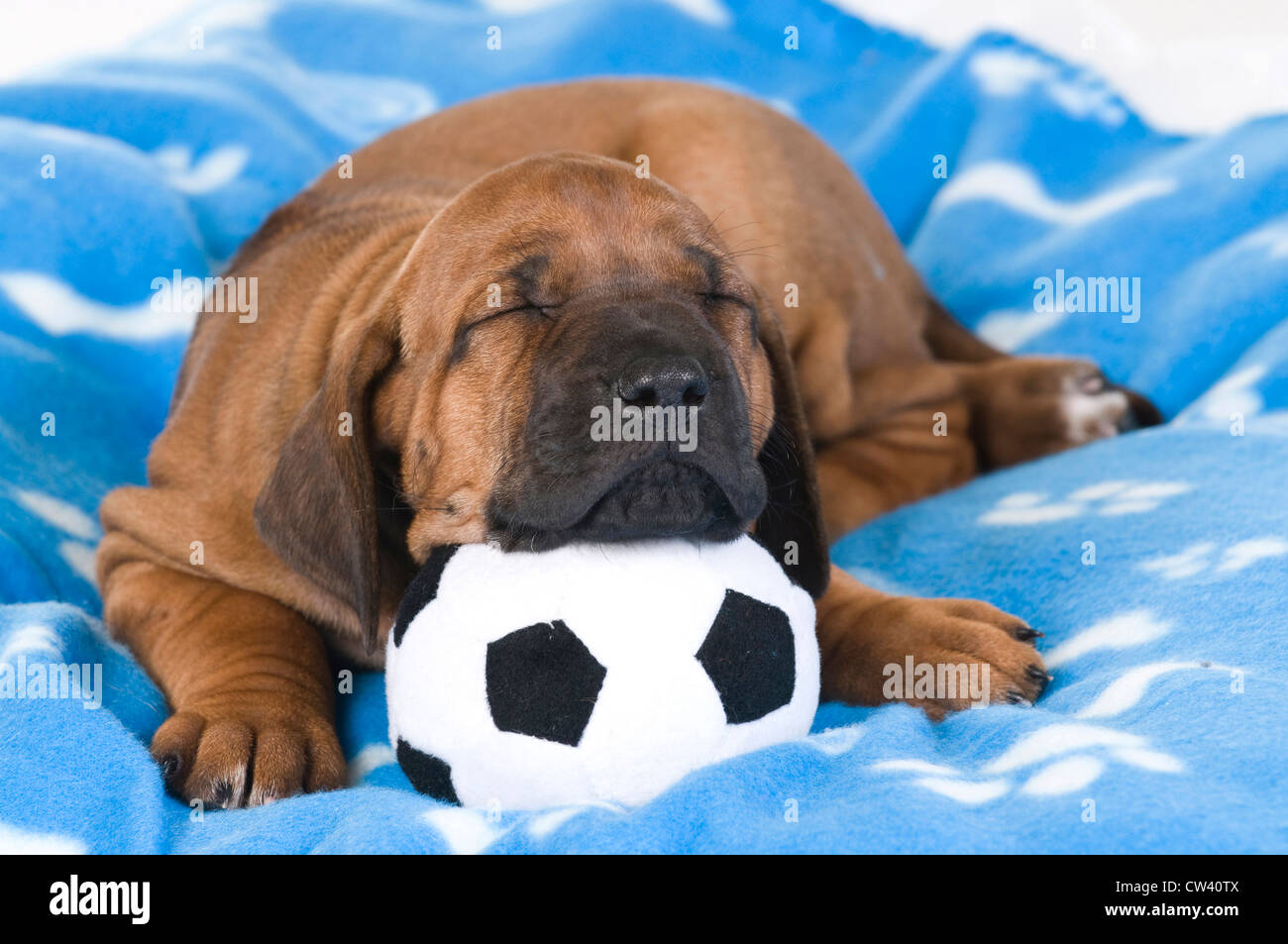 Rhodesian Ridgeback. Puppy sleeping on a blanket with its head bedded ...