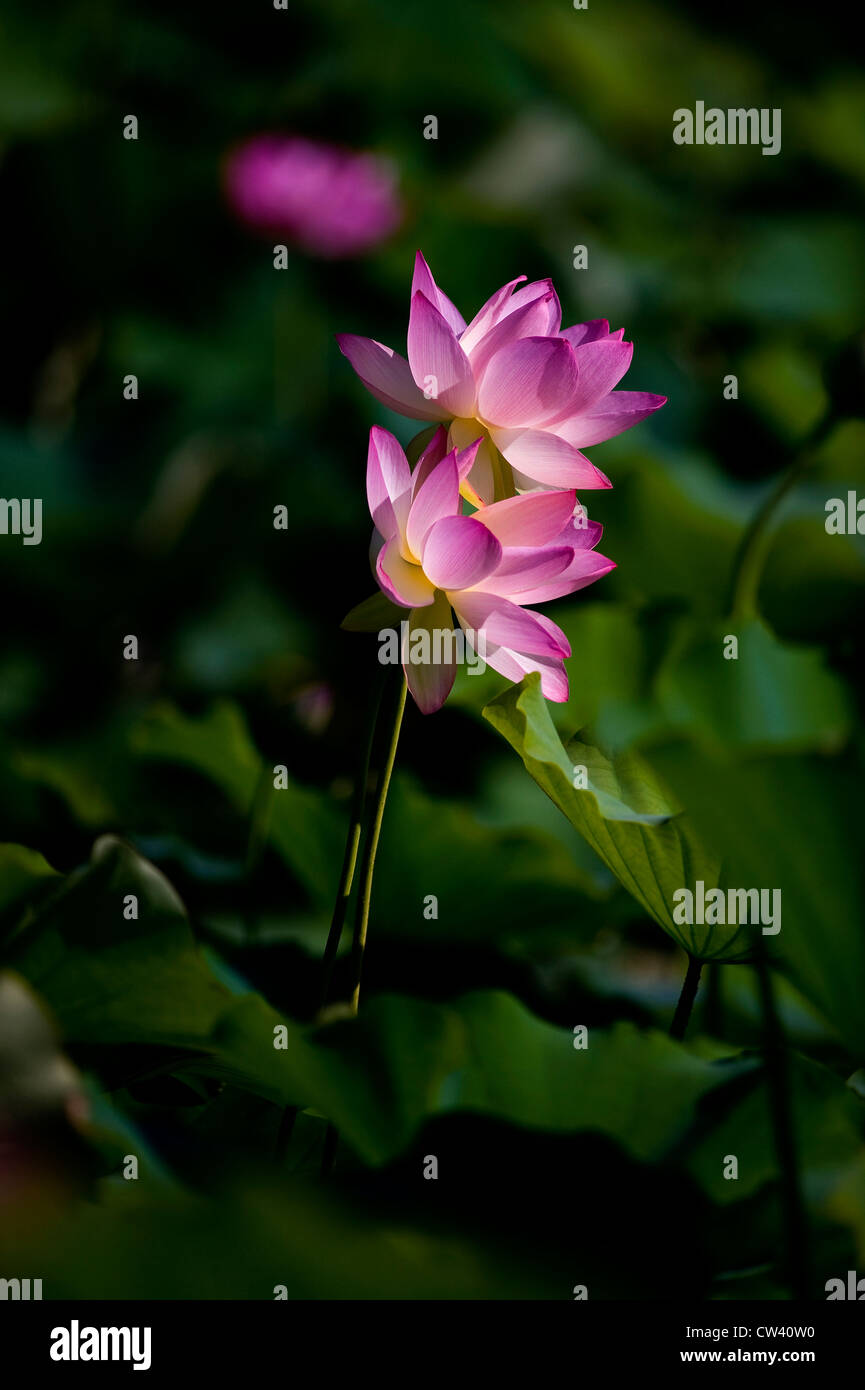 USA, Washington, Washington DC, Water lilies in Aquatic Gardens Stock ...