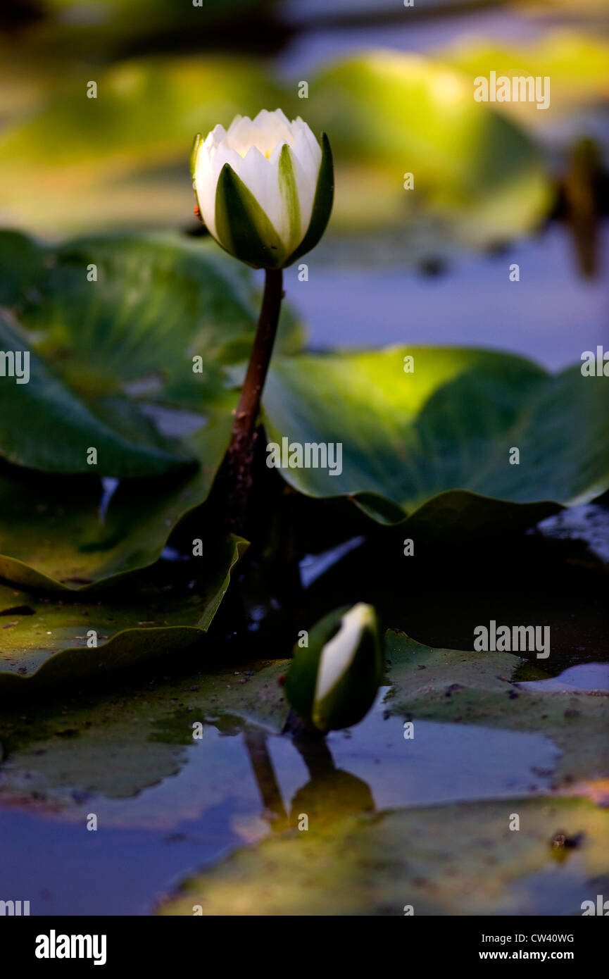 USA, Washington, Washington DC, Water lilies in Aquatic Gardens Stock ...
