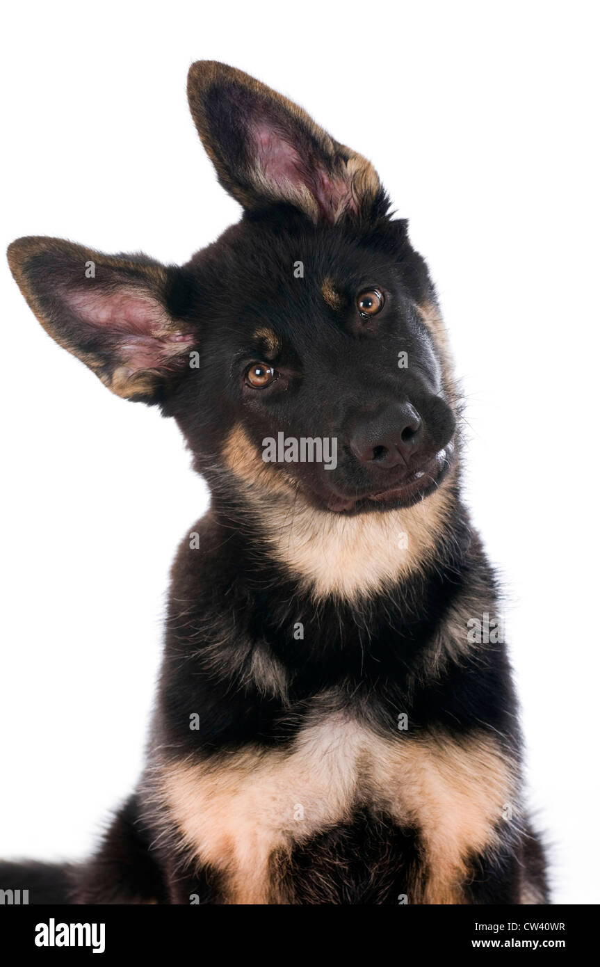 German Shepherd, Alsatian. Portrait of juvenile with head cocked to one ...