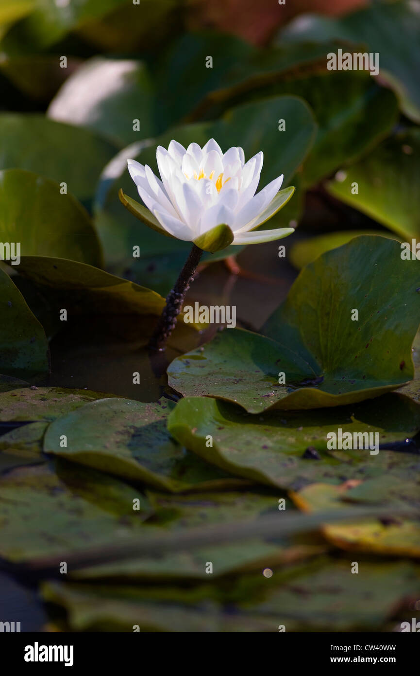 USA, Washington, Washington DC, Water lilies in Aquatic Gardens Stock ...