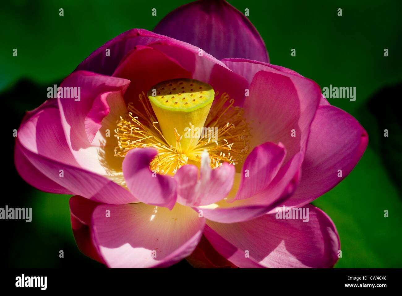 USA, Washington, Washington DC, Close-up of pink Water lily in Aquatic ...
