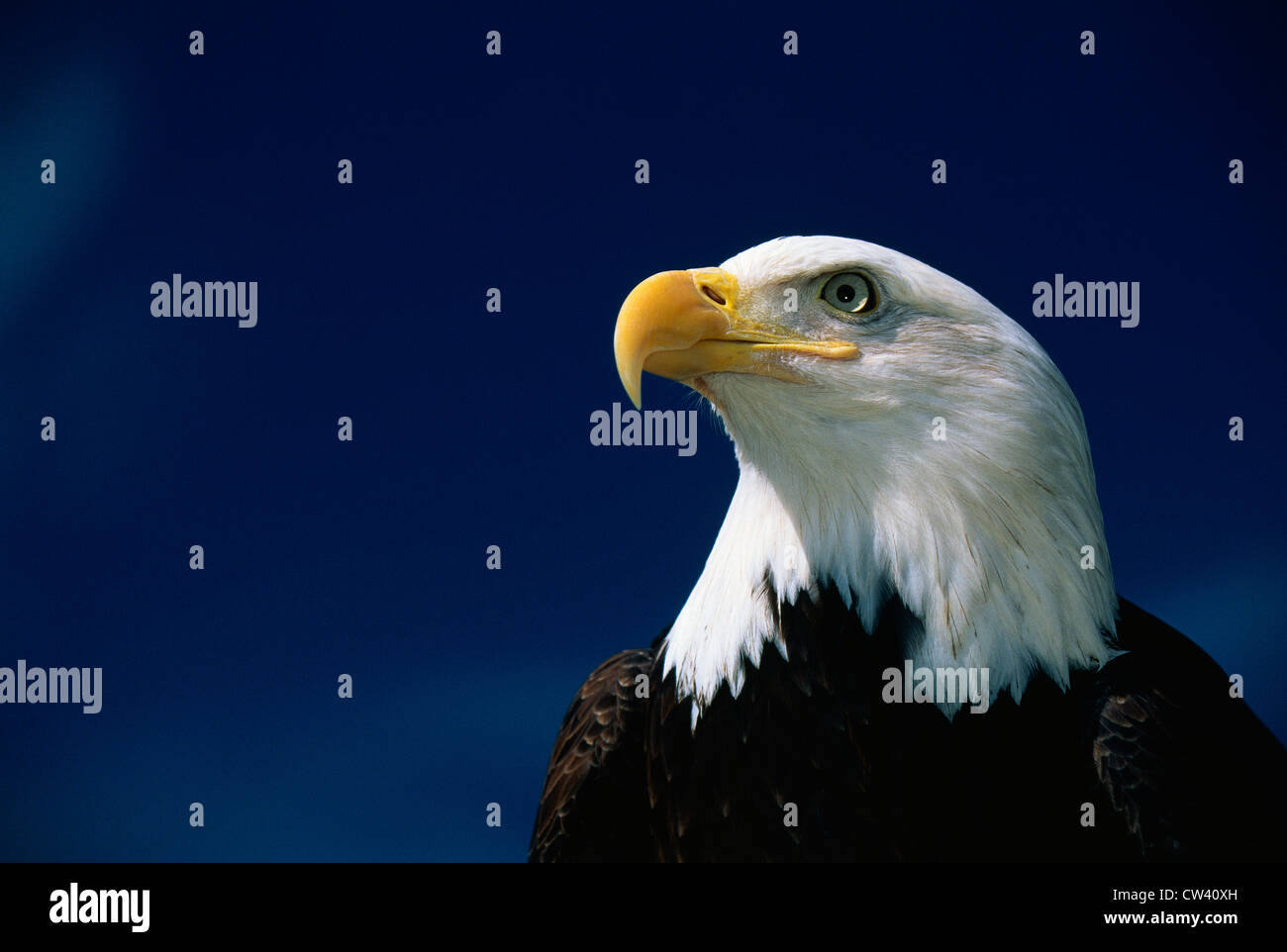 This mature American bald eagle from National Foundation to Protect ...