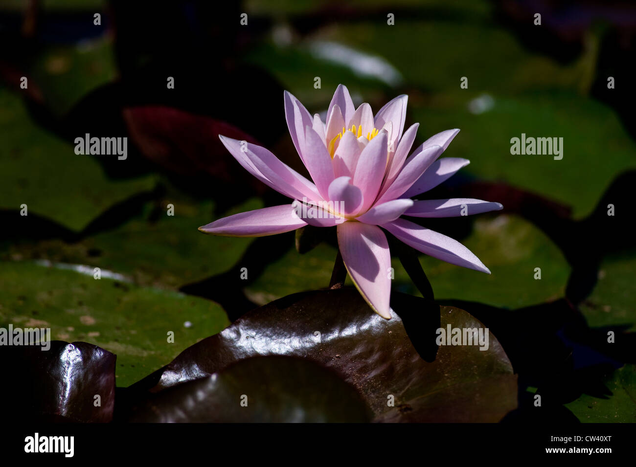 USA, Washington, Washington DC, Water lilies in Aquatic Gardens Stock ...