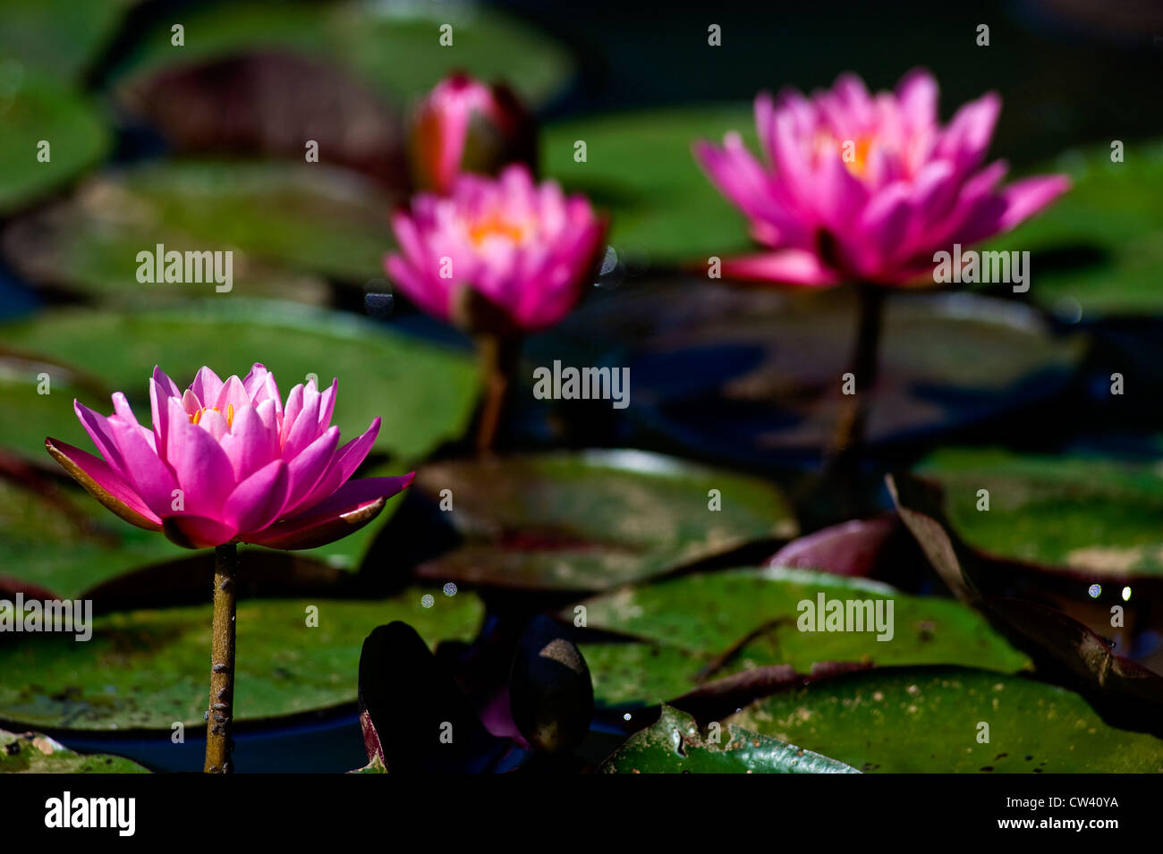 USA, Washington, Washington DC, Water lilies in Aquatic Gardens Stock ...