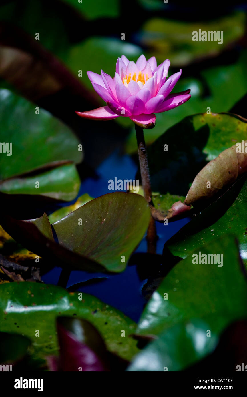 USA, Washington, Washington DC, Water lilies in Aquatic Gardens Stock ...