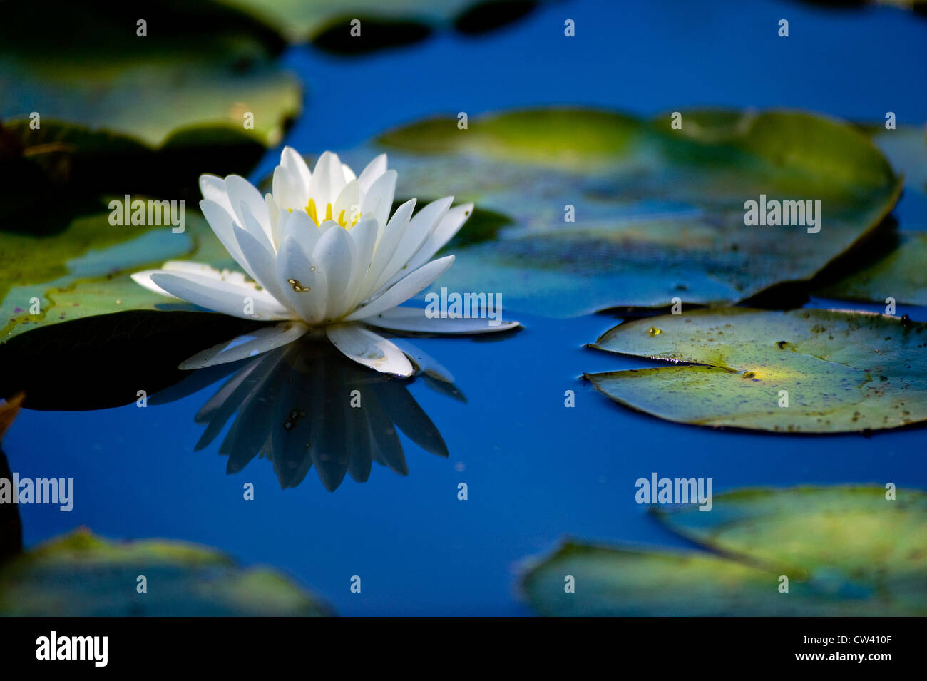 USA, Washington, Washington DC, Water lilies in Aquatic Gardens Stock ...