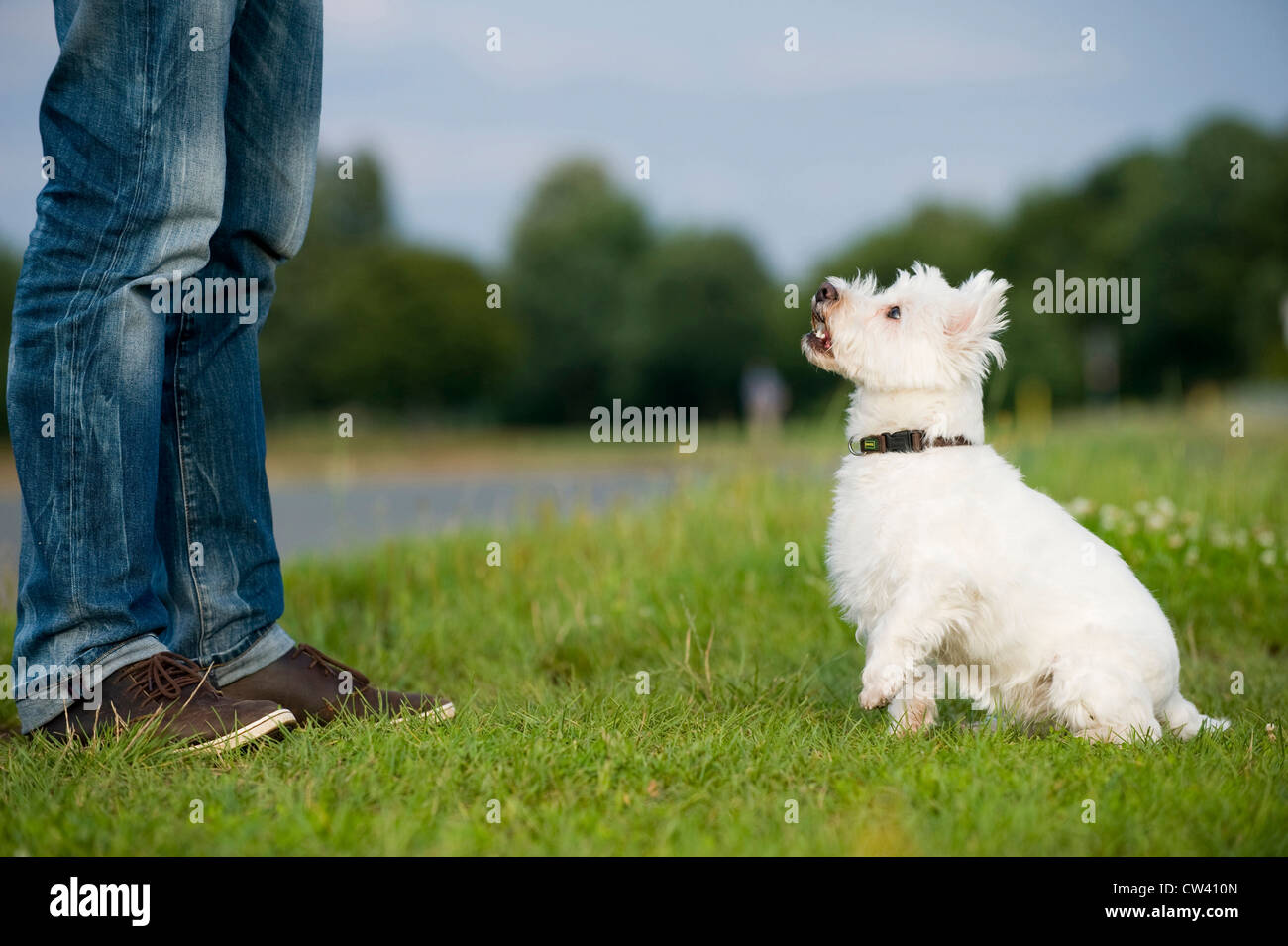 West Highland Terrier, Westie. Adult dog sitting in front of its owner ...