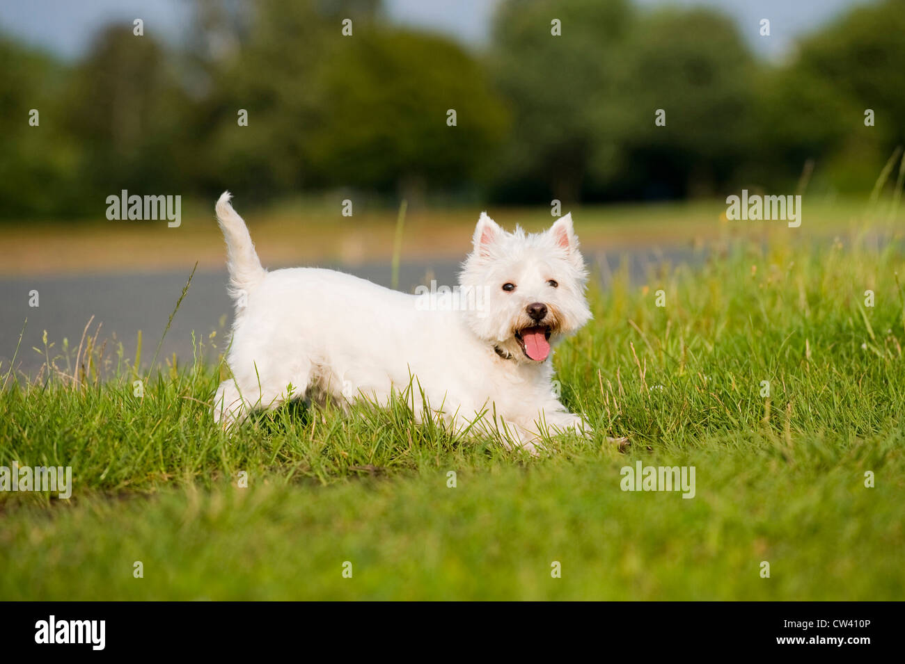 West Highland Terrier, Westie. Adult dog running on grass Stock Photo ...