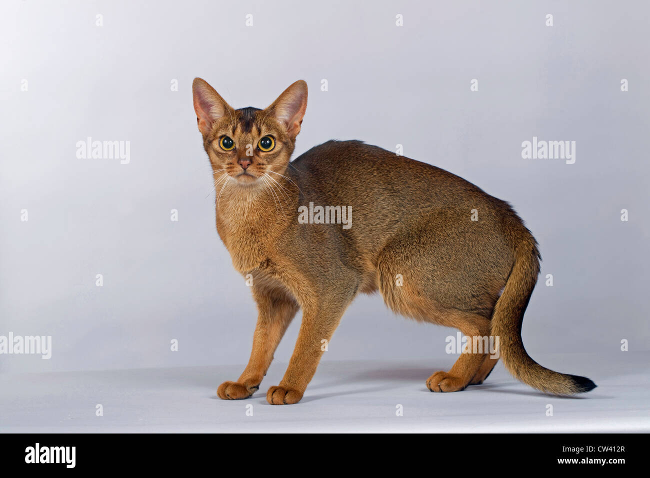 Abyssinian Cat. Adult standing. Studio picture against a gray ...