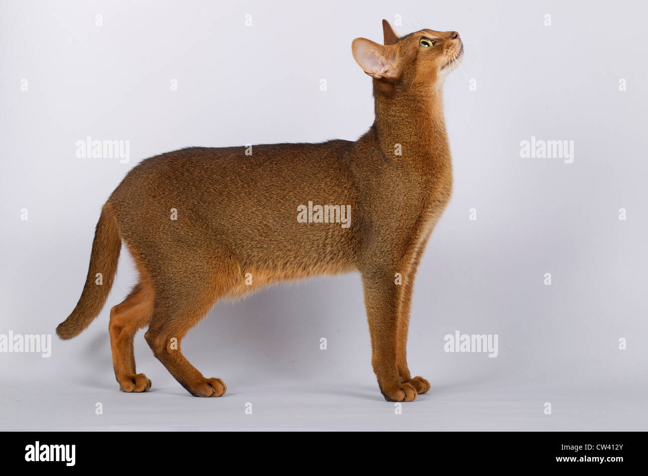Abyssinian Cat. Adult standing while looking up. Studio picture against ...