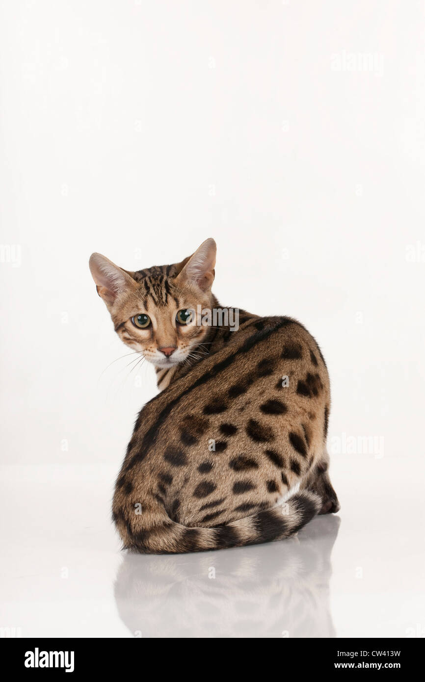 Bengal Cat. Adult sitting while looking back over its shoulder. Studio ...