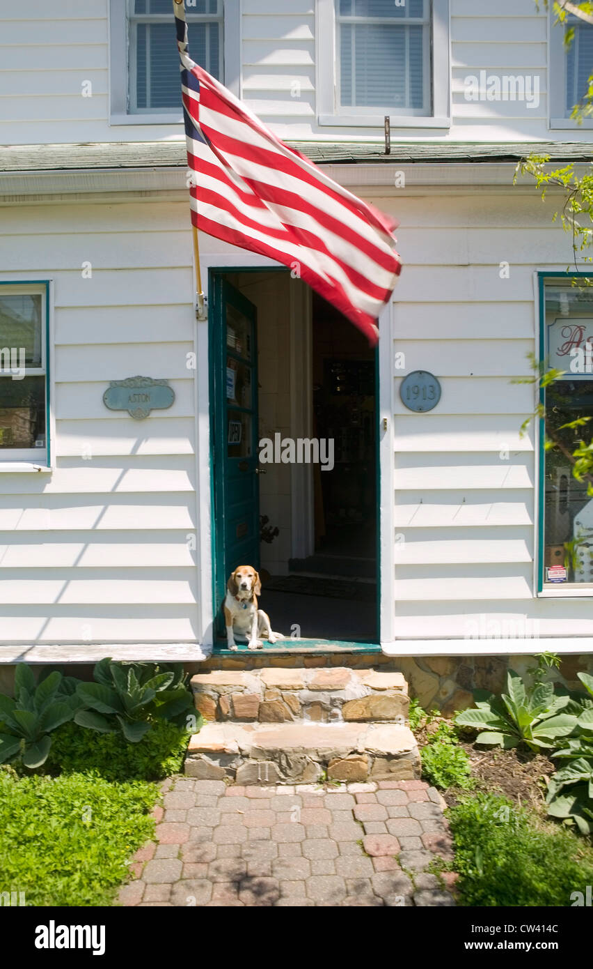 Beagle sits on porch with American flag waving in doorway of Alexandria ...