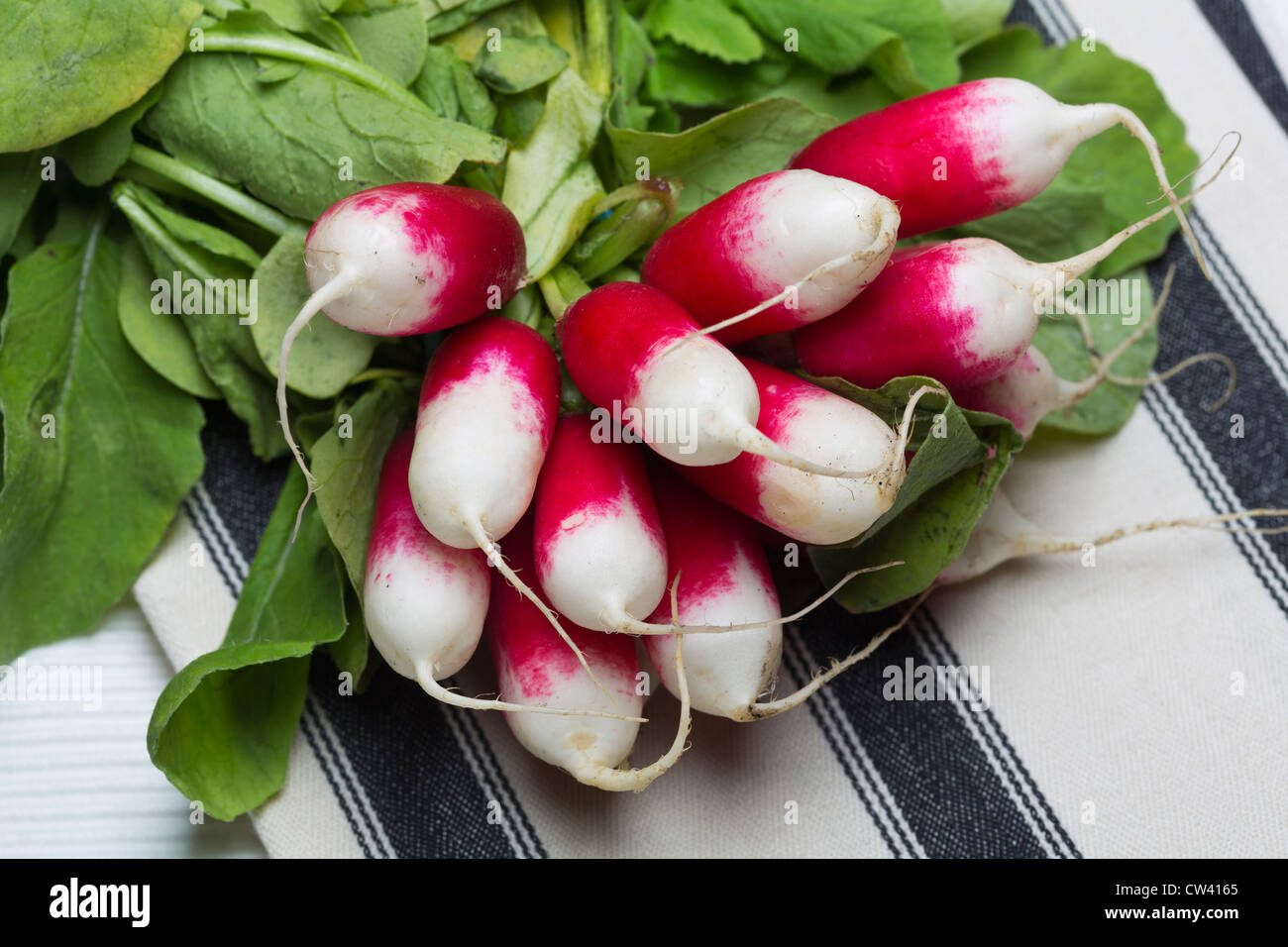 French Breakfast Radishes Stock Photo - Alamy