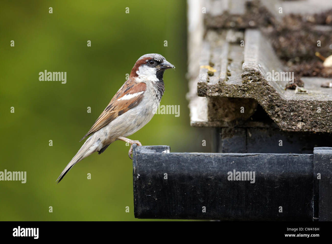 House Sparrow Uk Roof Stock Photos & House Sparrow Uk Roof Stock Images ...