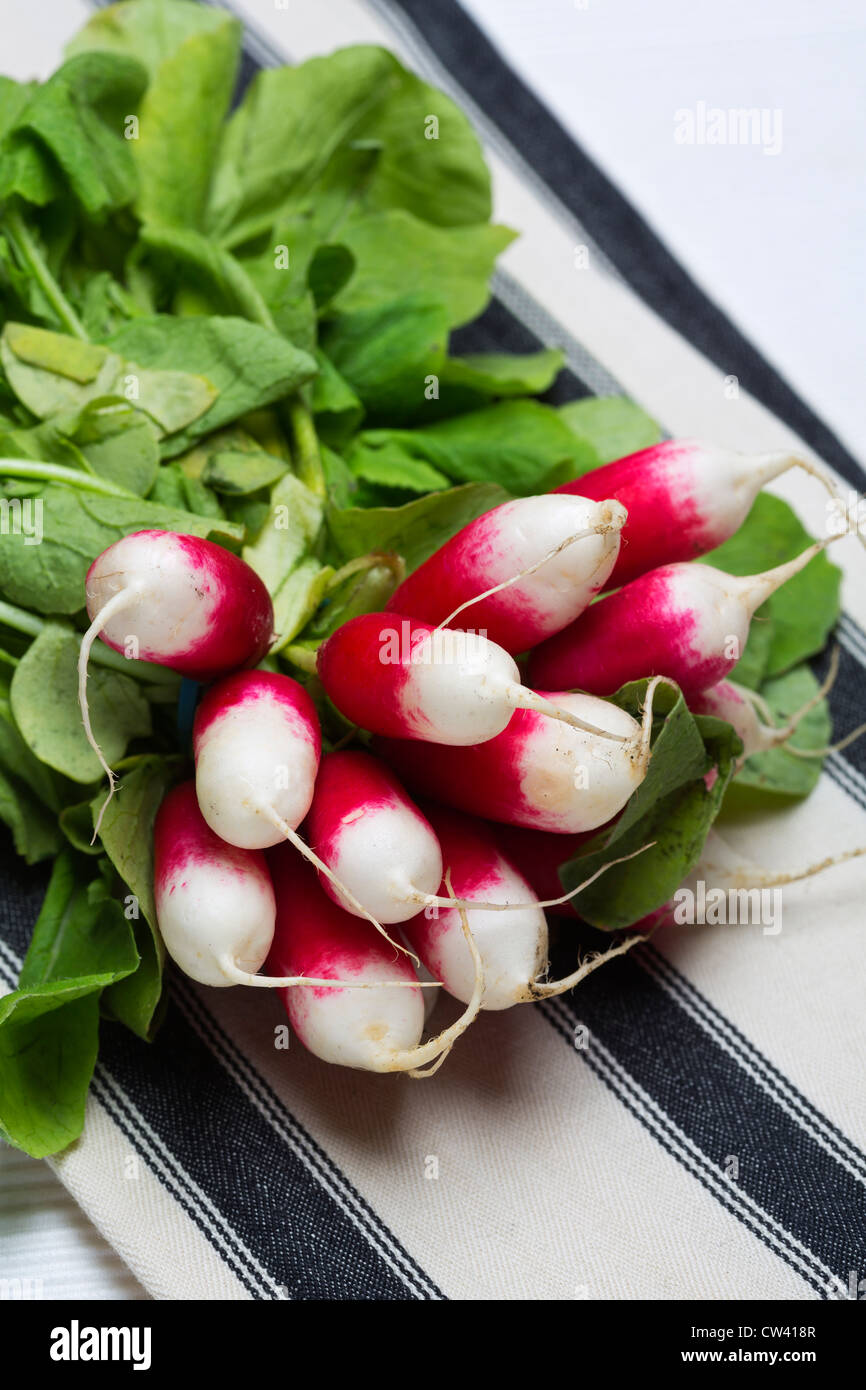 French Breakfast Radish Stock Photo - Alamy