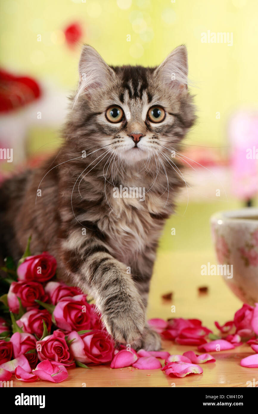 German Angora Cat. Kitten with rose flowers Stock Photo - Alamy