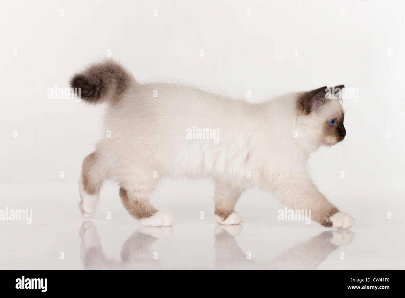 Sacred Birman, walking. Studio picture against a white background Stock ...