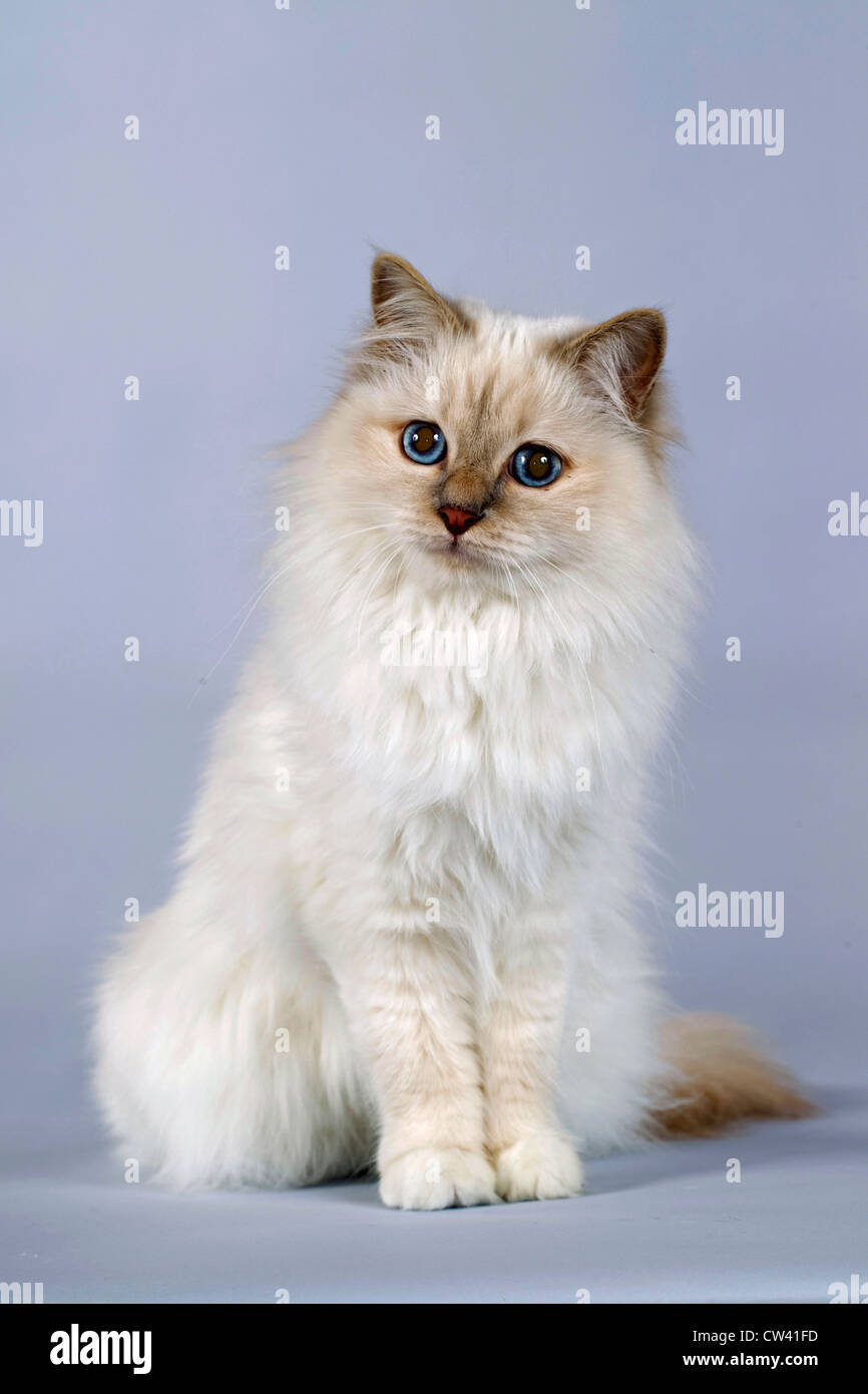 Sacred Birman, sitting. Studio picture against a gray background Stock ...