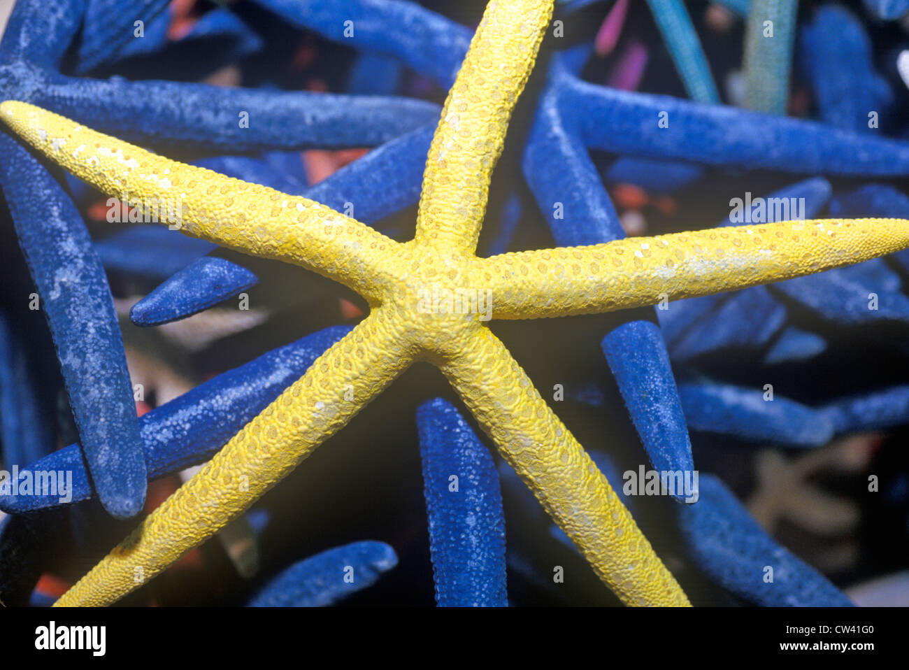 Sea shell patterns at the Shell Factory, Fort Myers, Florida Stock ...