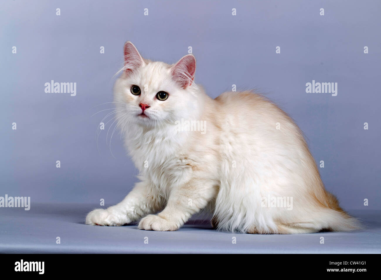 German Angora Cat, sitting. Studio picture against a gray background ...