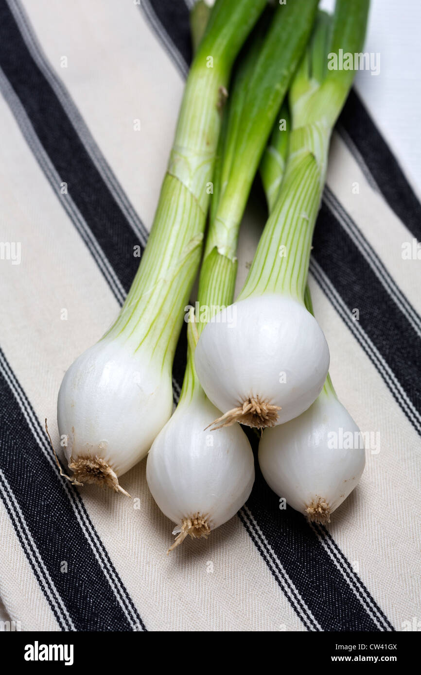 Continental Salad Onions Stock Photo - Alamy