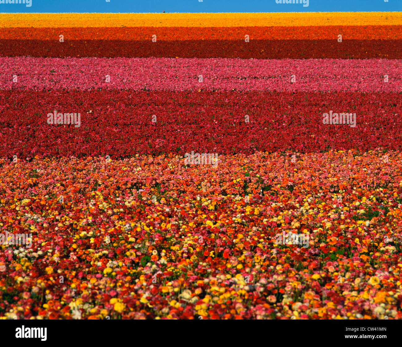 These are fields ranunculus flowers Carlsbad Ranch in spring. flowers ...