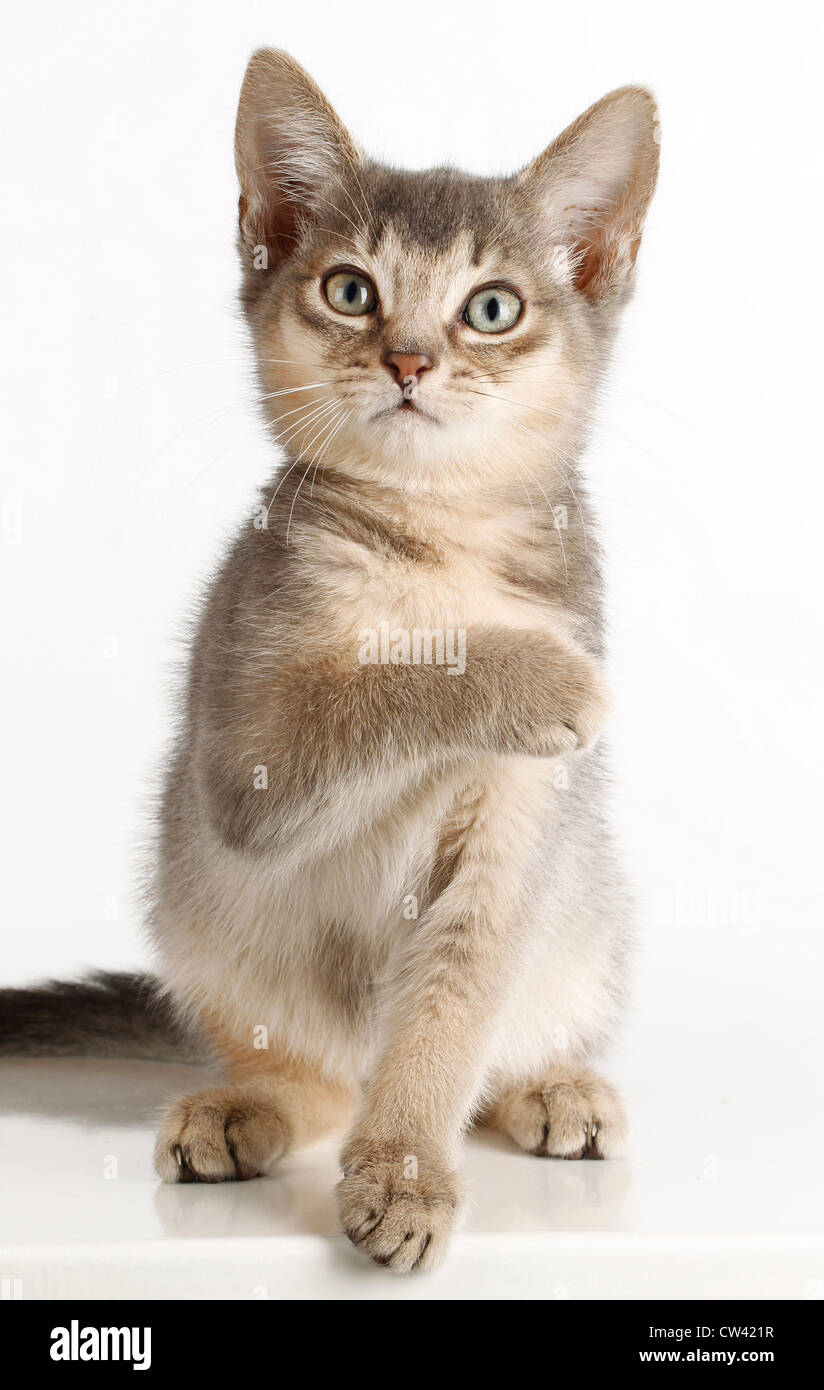 Cat paw raised hi-res stock photography and images - Alamy