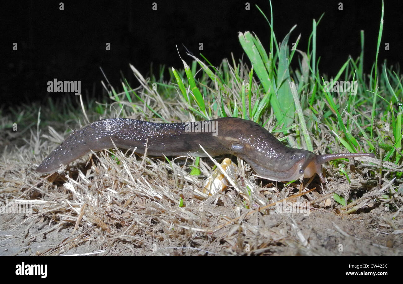 This is the common garden slug (Arion distinctus/Arion hortensis Stock ...