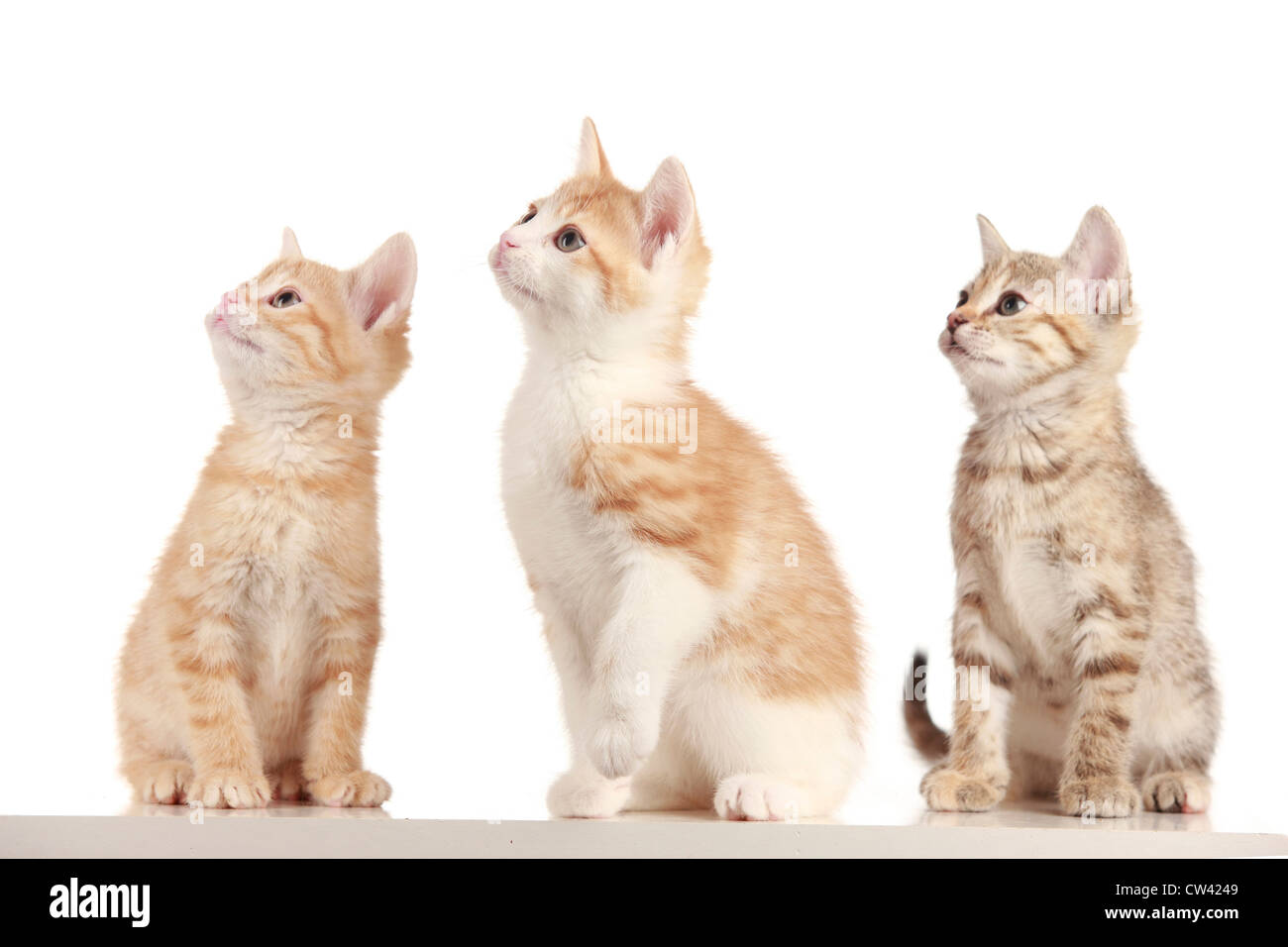 Domestic Cat. Three sitting kitten of different size looking into one ...