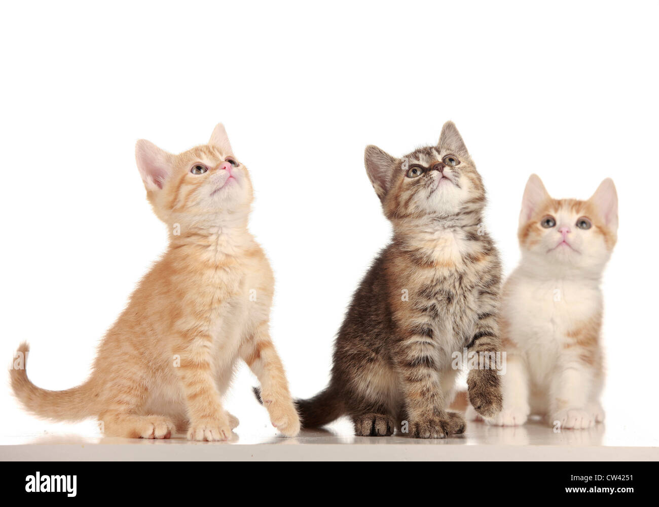 Domestic Cat. Three sitting kitten of different size looking up. Studio ...