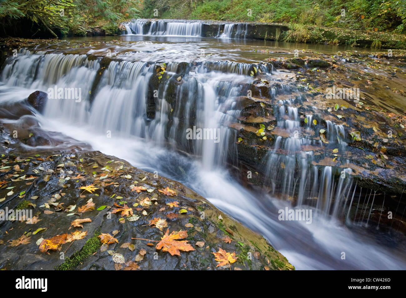 Waterfall in a forest, Sweet Creek Falls, Oregon, USA Stock Photo - Alamy