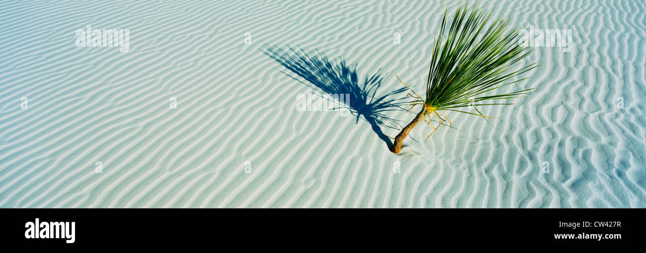 These are white sand dunes in morning light. There single small tree ...