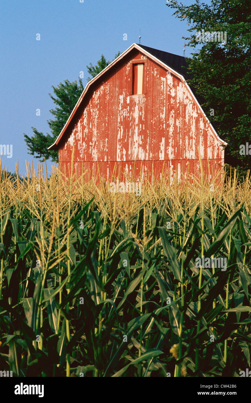 Corn field with barn in background Stock Photo - Alamy