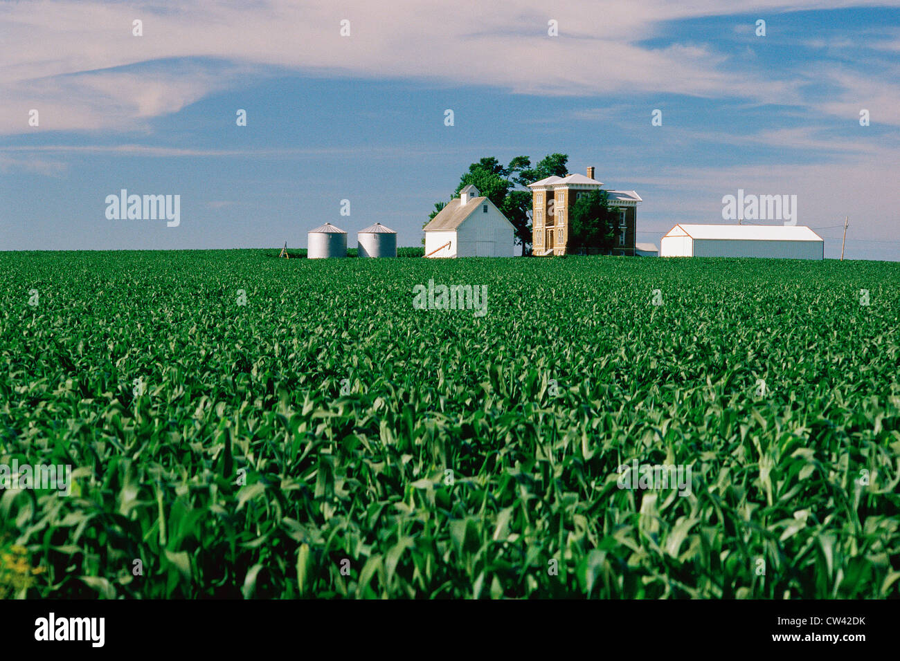 Field with farm buildings beyond Stock Photo - Alamy