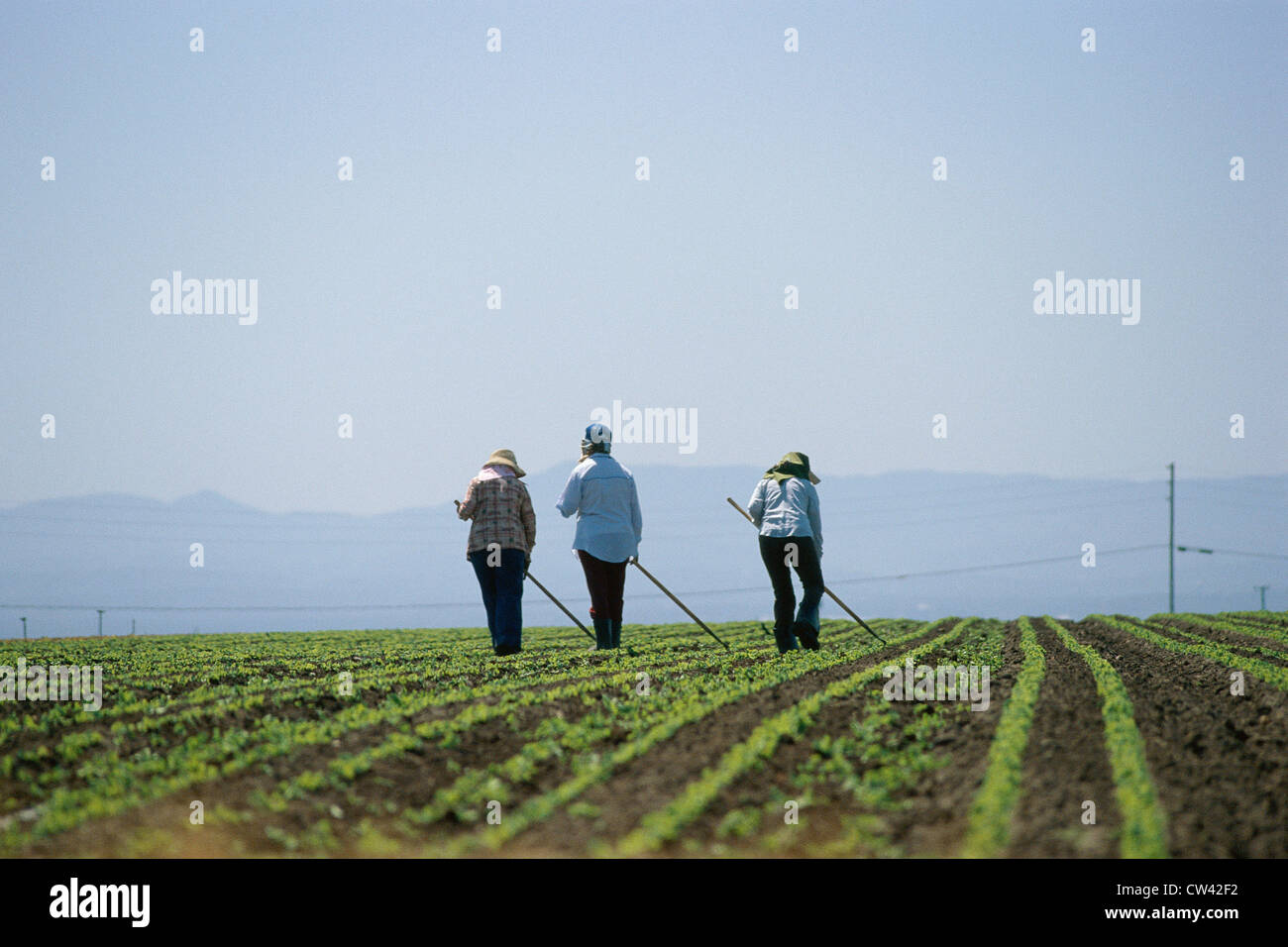 Workers out in field Stock Photo - Alamy