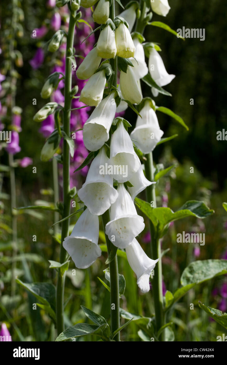 Foxgloves (Digitalis purpurea). Stems with flowers. Purple and white ...