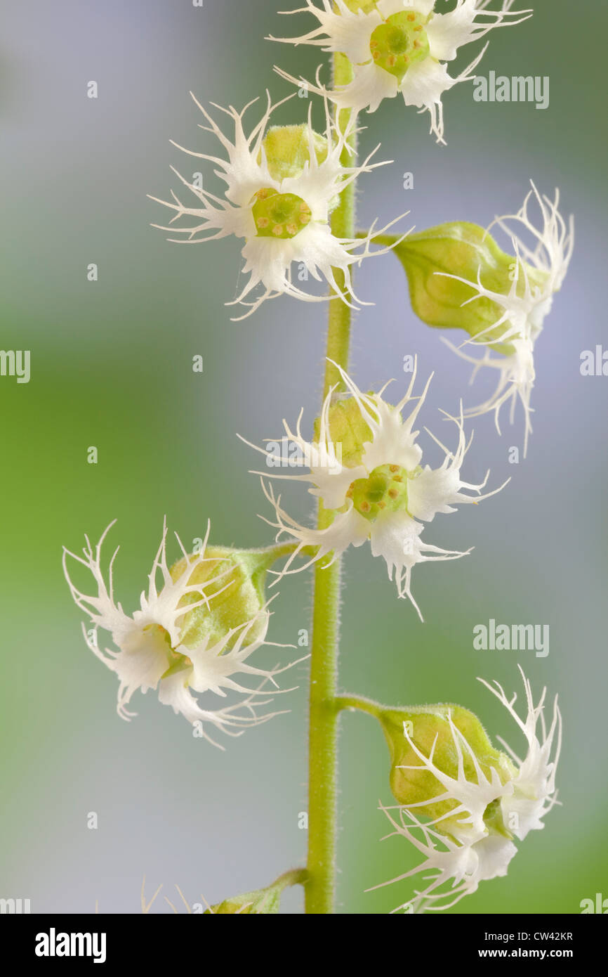 Tellima grandiflora hi-res stock photography and images - Alamy