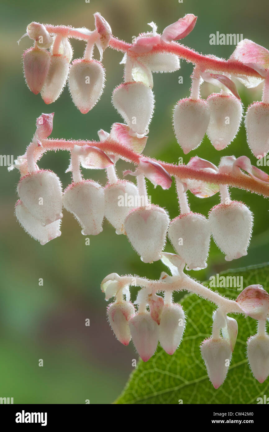 USA, Washington, Salal blossoms (Gaultheria ovatifolia Stock Photo - Alamy