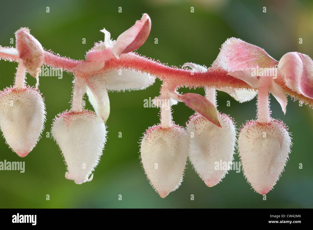 USA, Washington, Salal blossoms (Gaultheria ovatifolia Stock Photo - Alamy