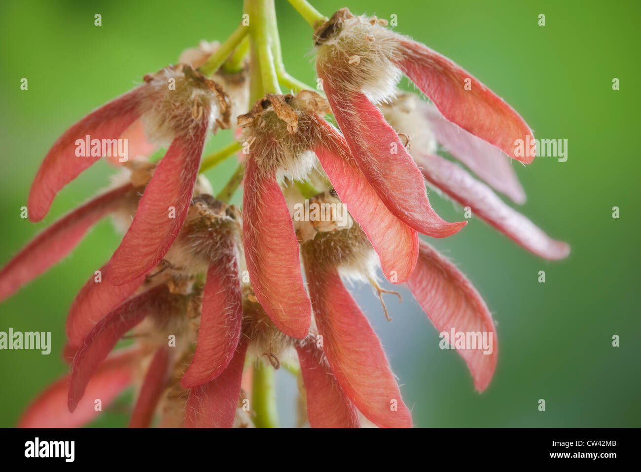 Bigleaf maple seeds hi-res stock photography and images - Alamy