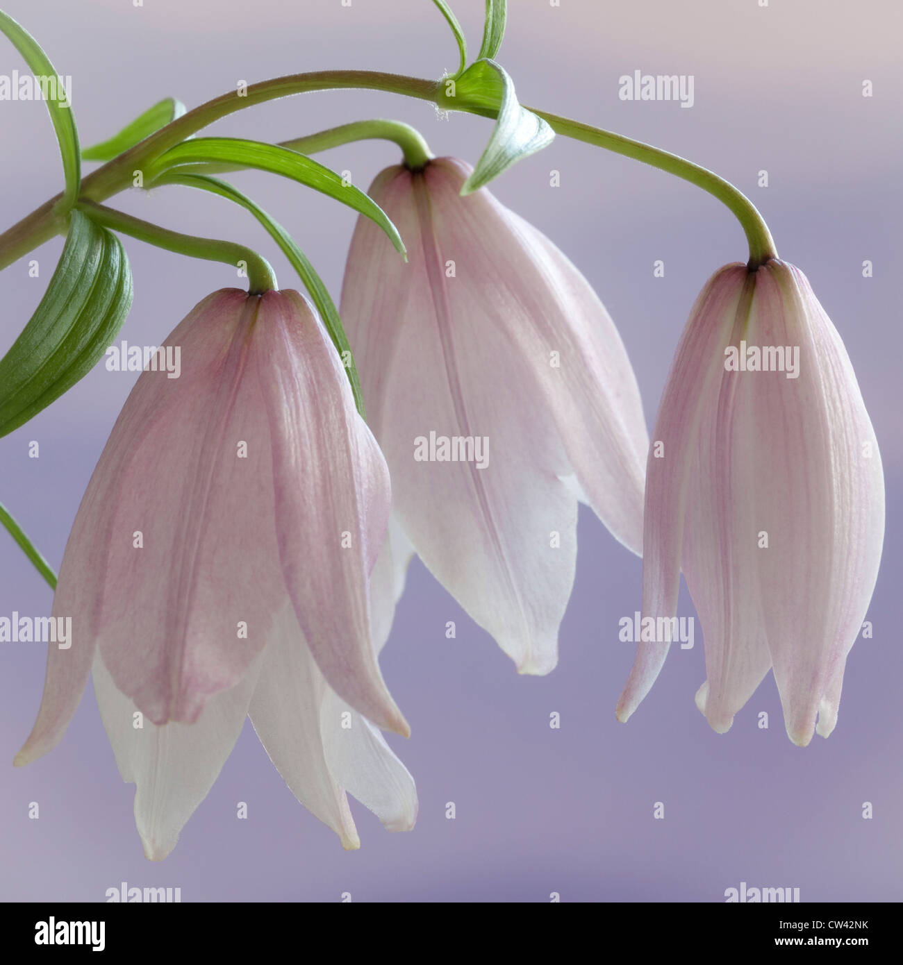 Shirui Lily or Siroi lily (Lilium mackliniae Stock Photo - Alamy
