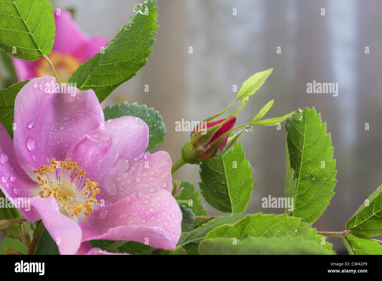 Nootka rose hi-res stock photography and images - Alamy