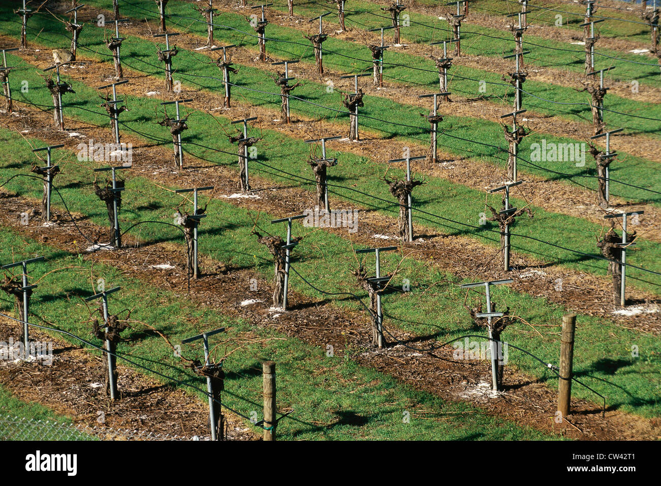 Green field with stakes Stock Photo - Alamy