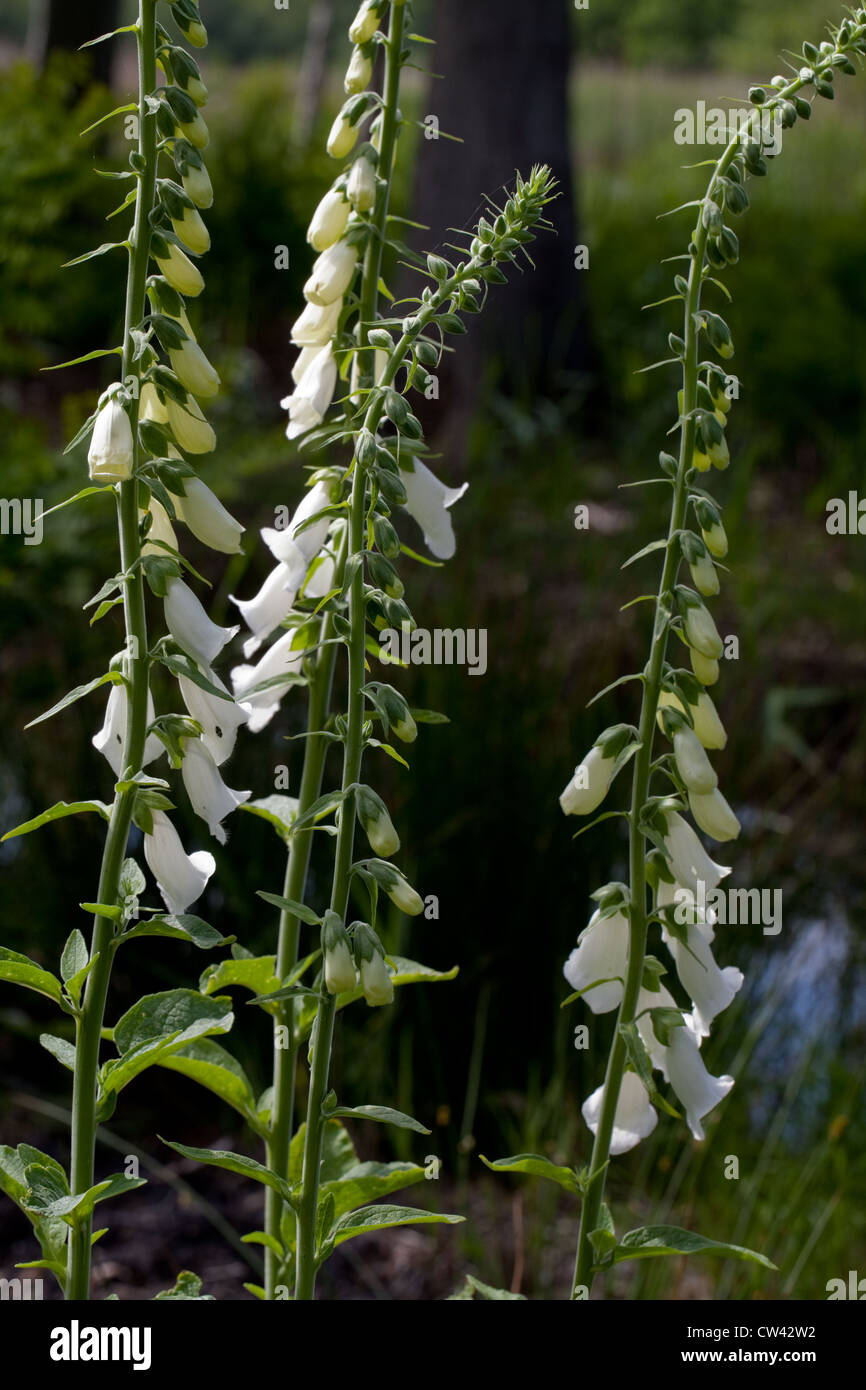 Foxglove digitalis purpurea plants on hi-res stock photography and ...