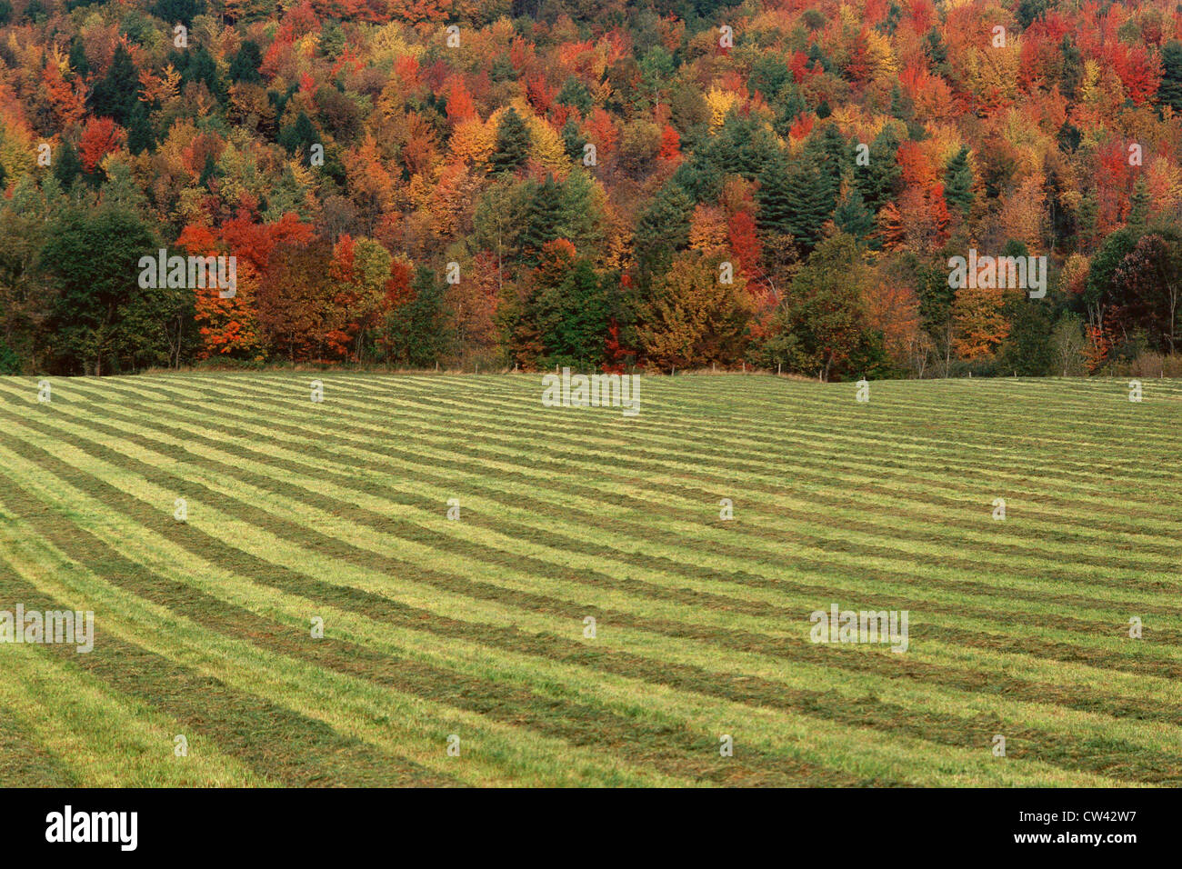 Striped field with fall foliage beyond Stock Photo - Alamy